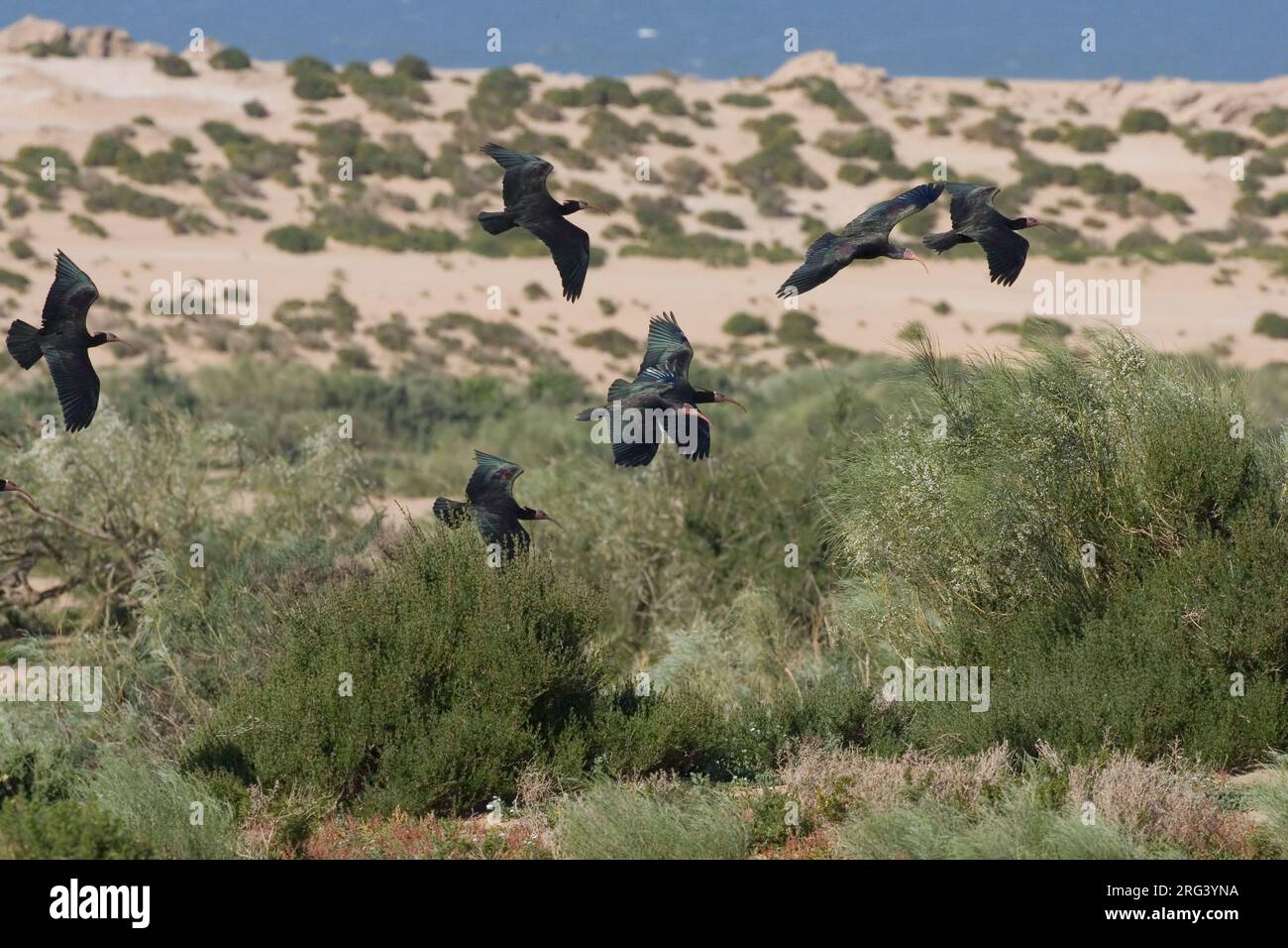 Groep Heremietibissen in de vlucht; Flock Northern Bald Ibis in flight ...