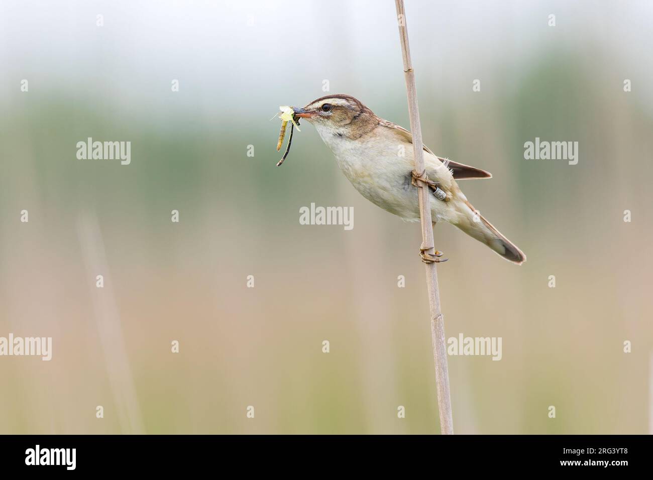 Beak full of insects hi-res stock photography and images - Alamy