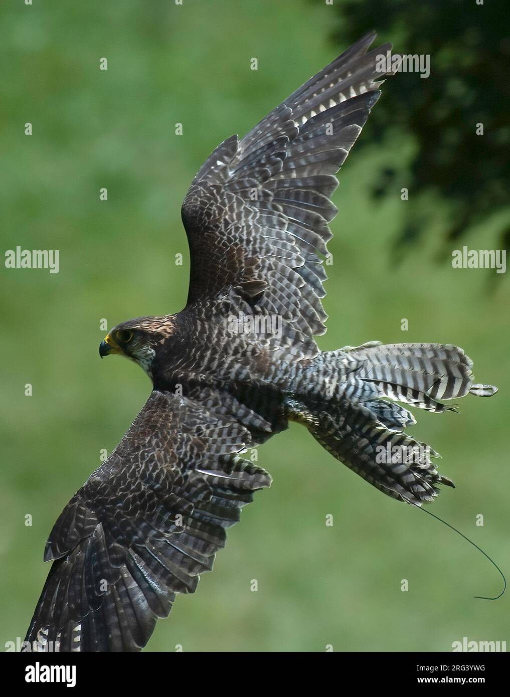 Lanner Falcon (Falco biarmicus feldeggii). Close-up picture of a ...