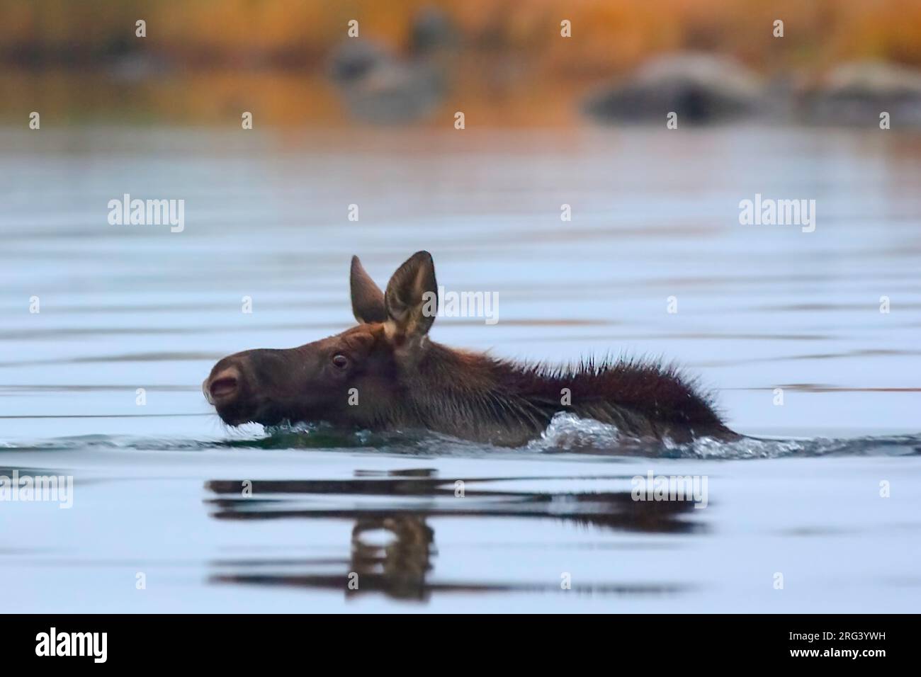 Moose swimming hi-res stock photography and images - Alamy