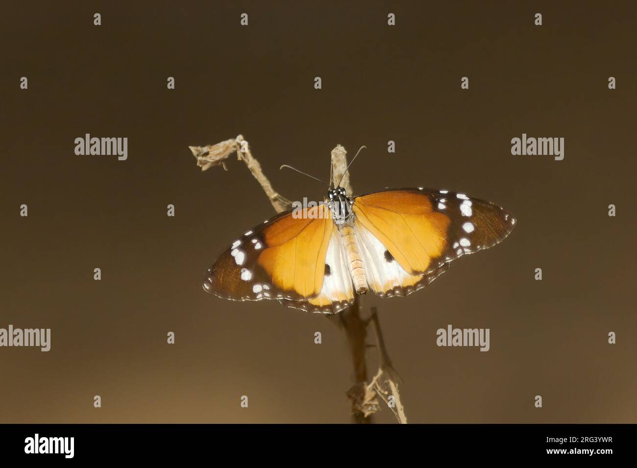 African Monarch butterfly (Danaus chrysippus alcippus) on a dry culm ...