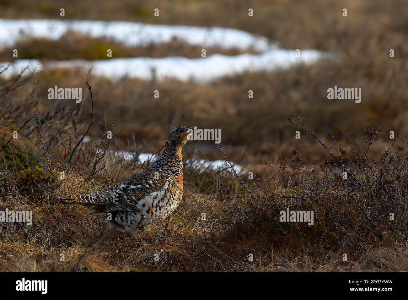 Western Capercaillie (Tetrao urogallus), female standing on snowy bog ...