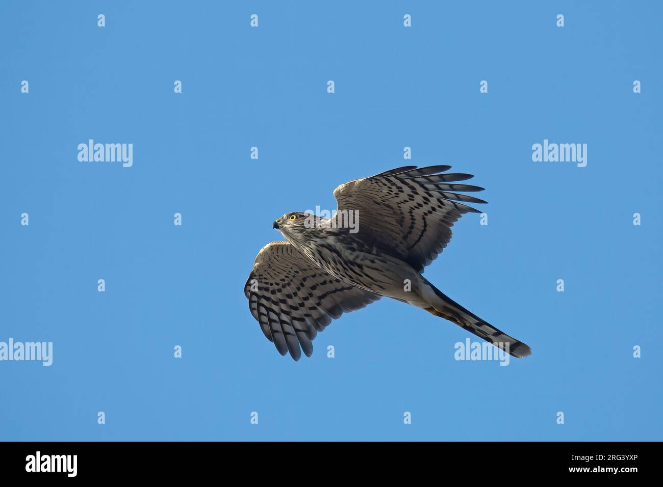Sharp-shinned Hawk (Accipiter striatus velox), juvenile bird in flight ...