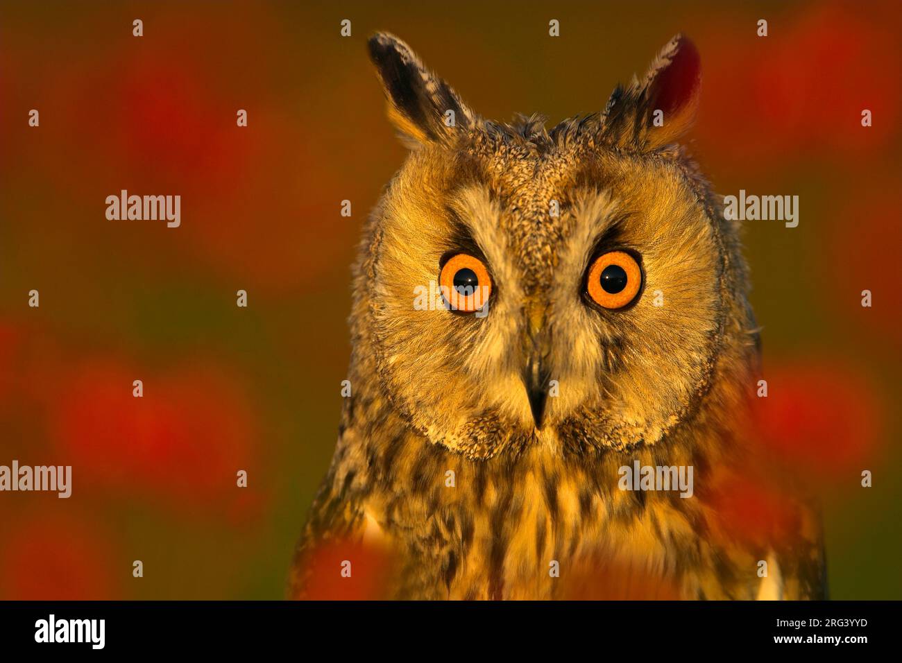 Portrait of an adult Long-eared Owl (Asio otis) seen up close with a ...