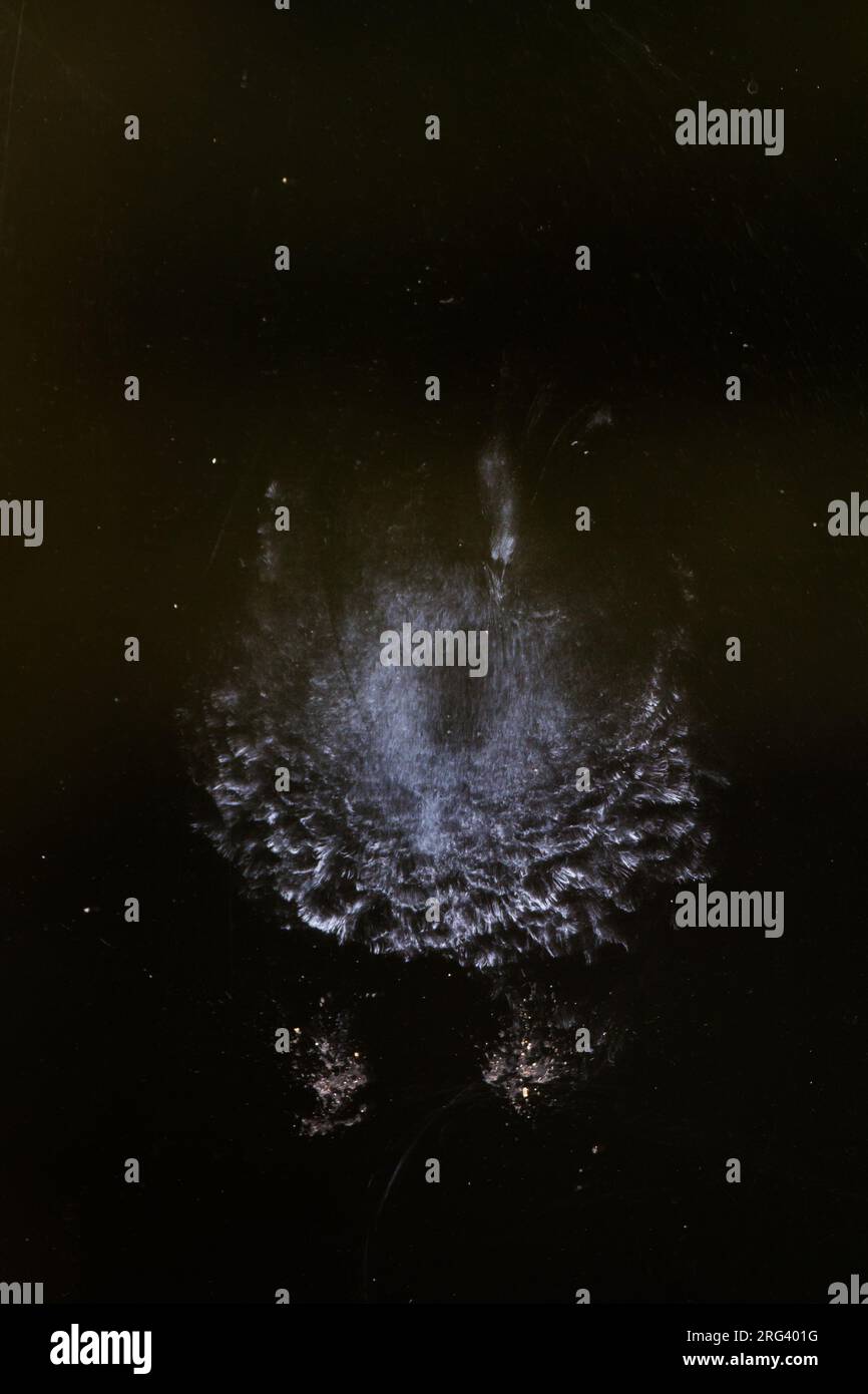 Bird hit window hi-res stock photography and images - Alamy