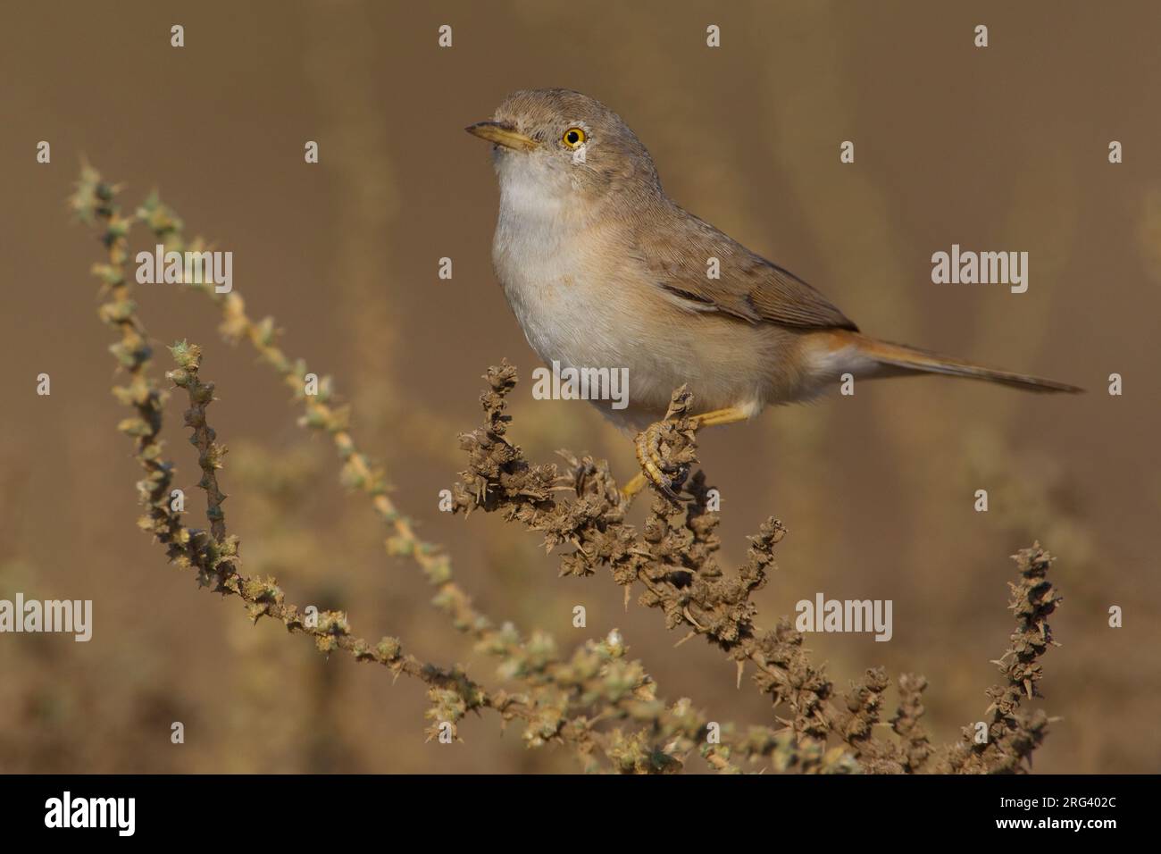 Woestijngrasmus in lage struikjes Asian Desert Warbler is low scrub ...