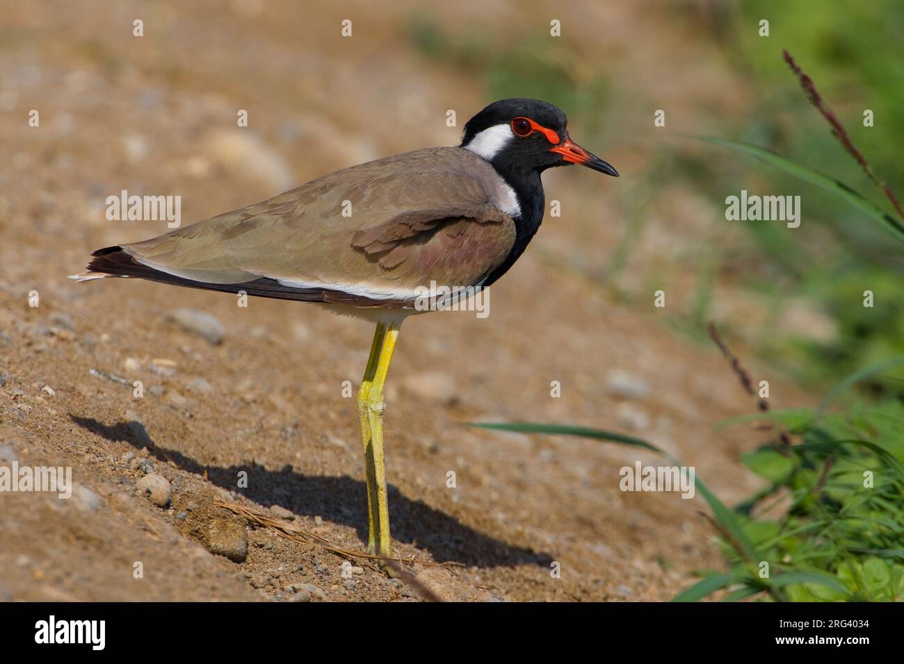 Volwassen Indische Kievit; Adult Red-Wattled lapwing Stock Photo - Alamy