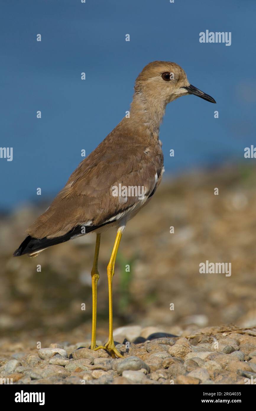 Pavoncella codabianca; White-tailed Lapwing; Vanellus leucurus Stock ...