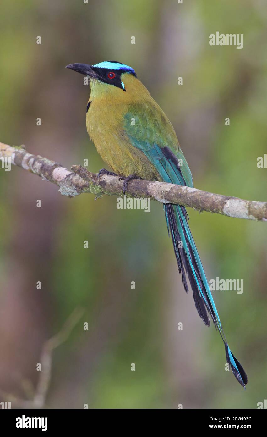 Andean Motmot (Momotus aequatorialis aequatorialis) at Parque Regional ...