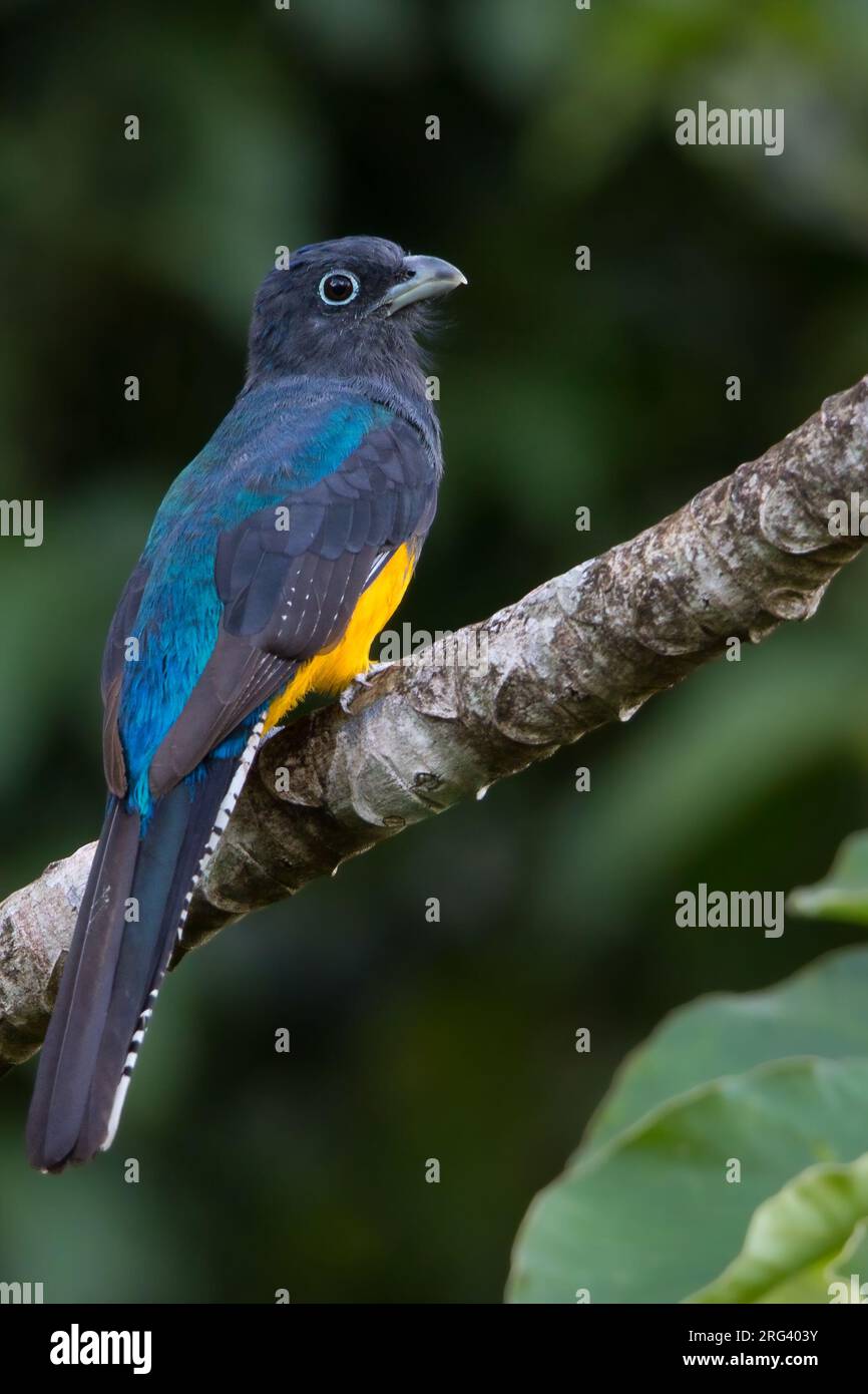 Adult male Green-backed trogon (Trogon viridis), also known as the ...