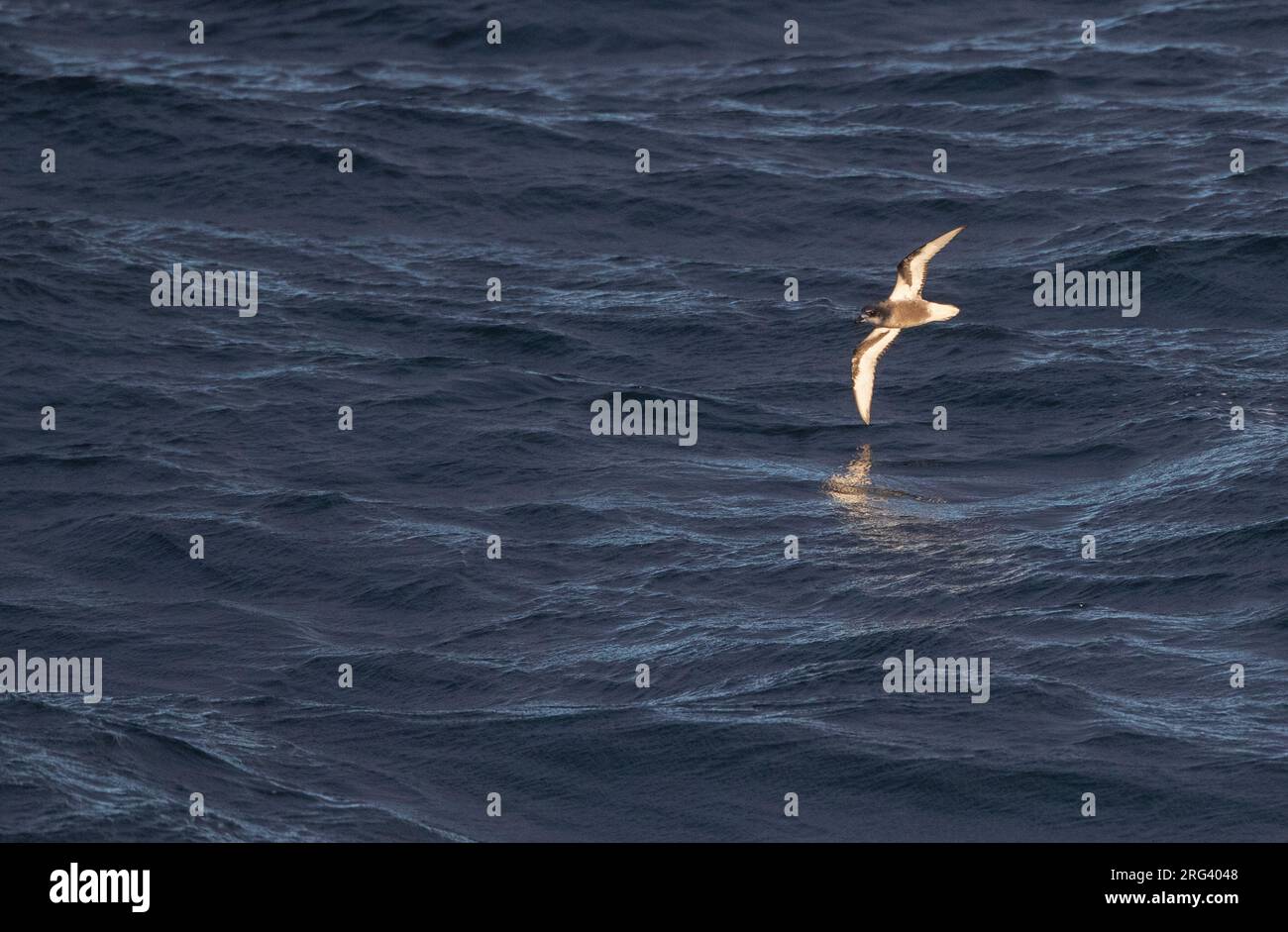 Mottled Petrel (Pterodroma inexpectata) flying over Subantarctic waters ...
