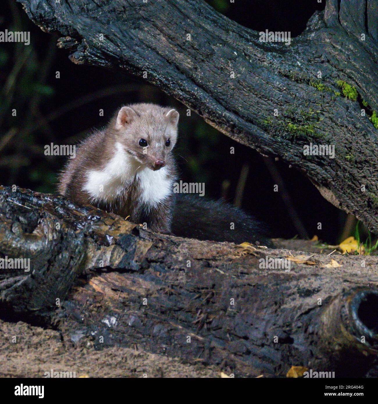 Marter square hi-res stock photography and images - Alamy