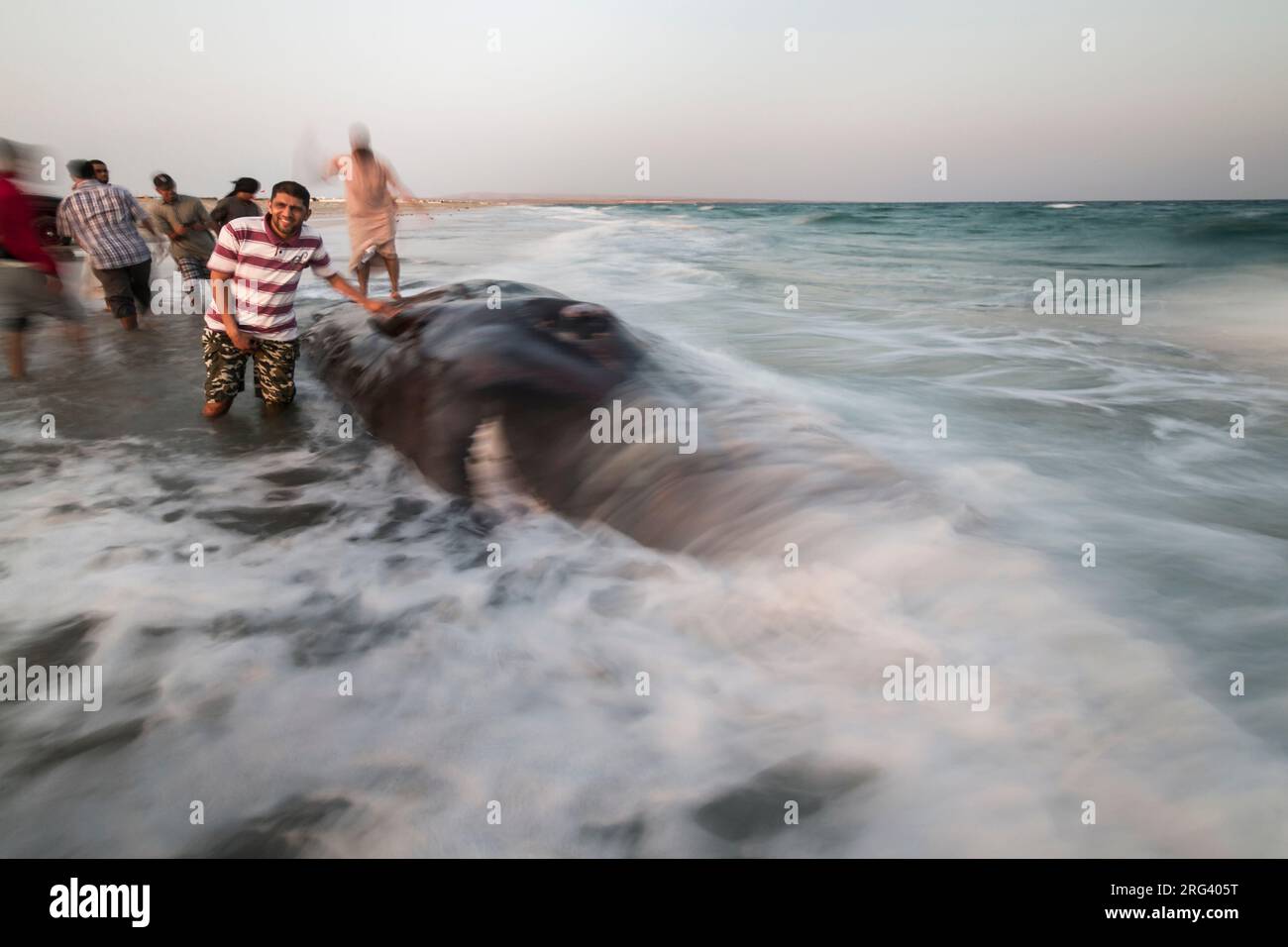 Pottwal pottwal hi-res stock photography and images - Alamy