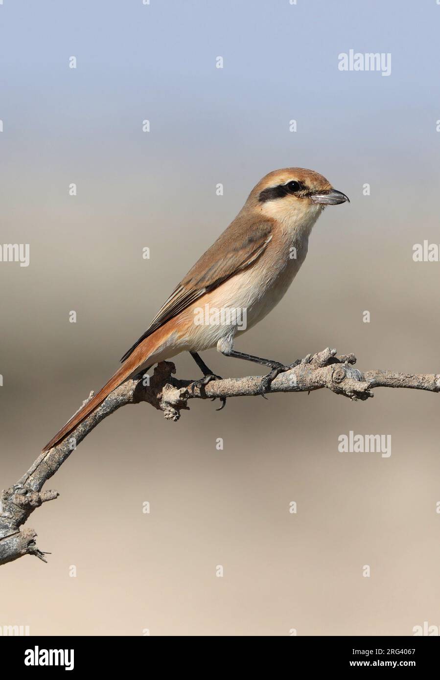 Adult female Daurian Shrike, Lanius isabellinus, at khawr dhurf - Oman ...