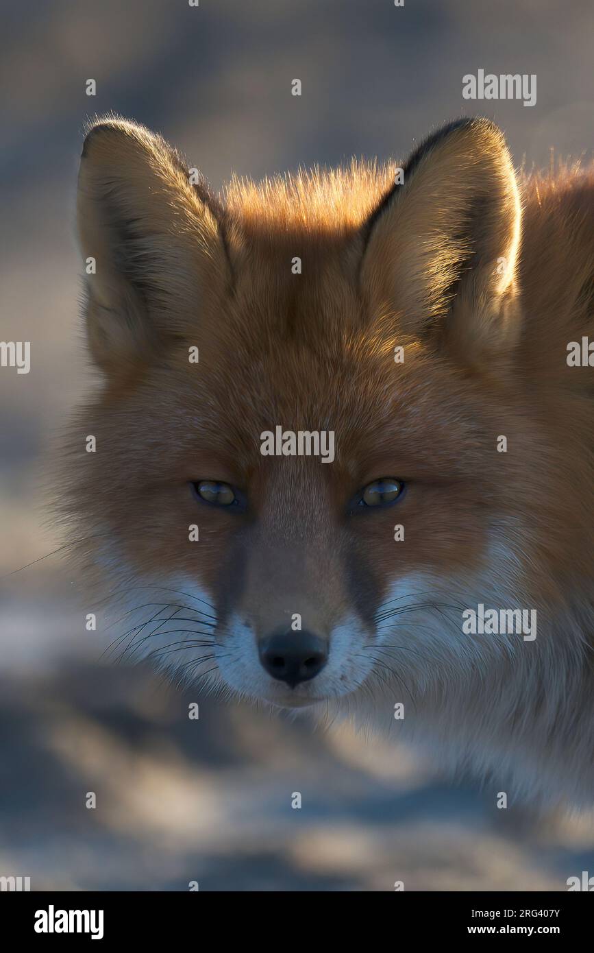 Red Fox (Vulpes vulpes) close-up picture of a fox in Finland Stock ...
