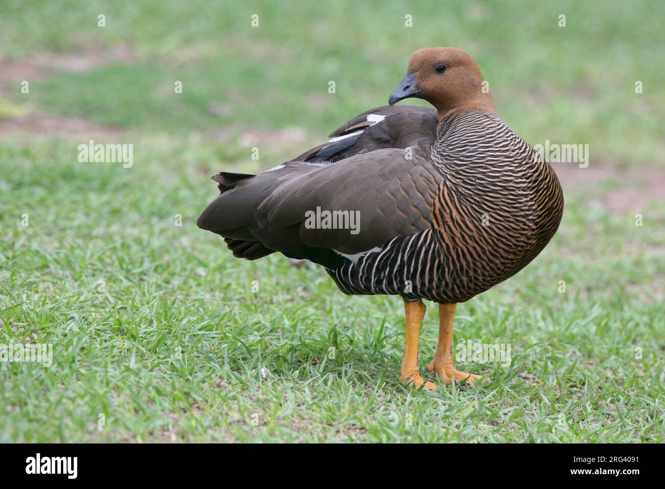 A female Upland Goose (Chloephaga picta picta) at , Argentina Stock ...