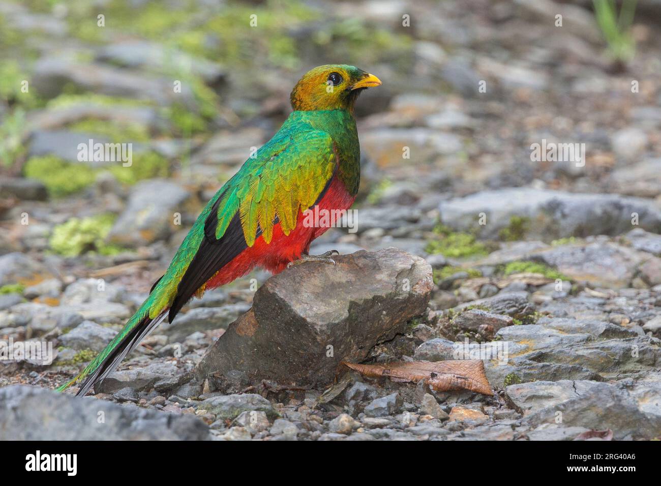 A Male White-tipped Quetzal (Pharomachrus fulgidus festatus) at ProAves ...