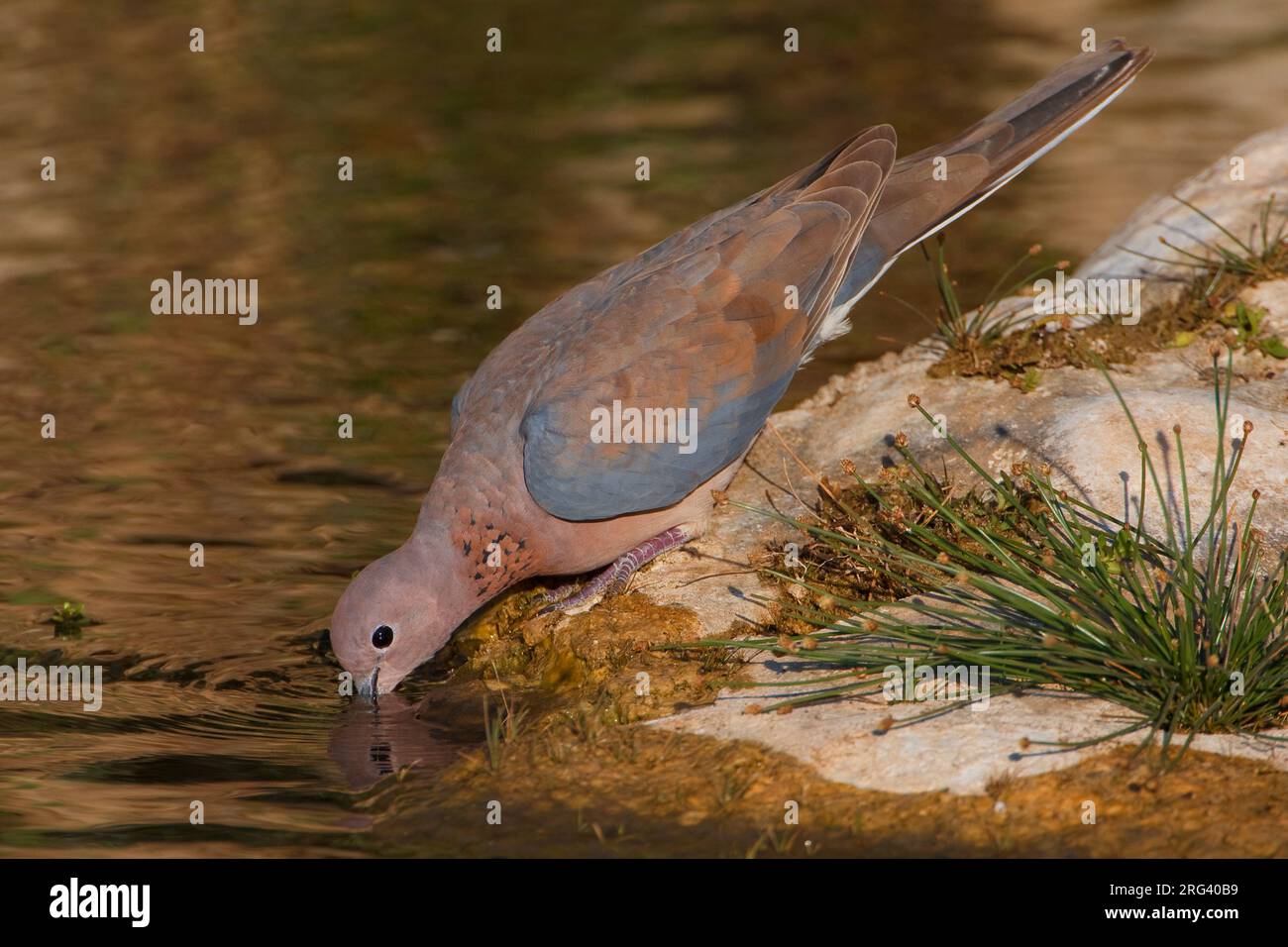 Drinkende Lachduif; Drinking Laughing Dove Stock Photo - Alamy