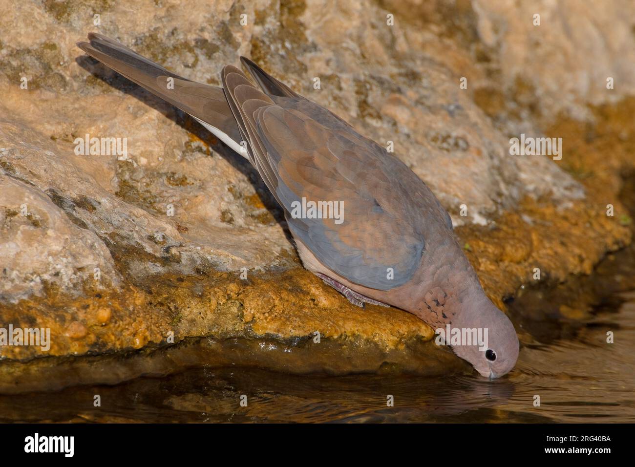 Drinkende Lachduif; Drinking Laughing Dove Stock Photo - Alamy