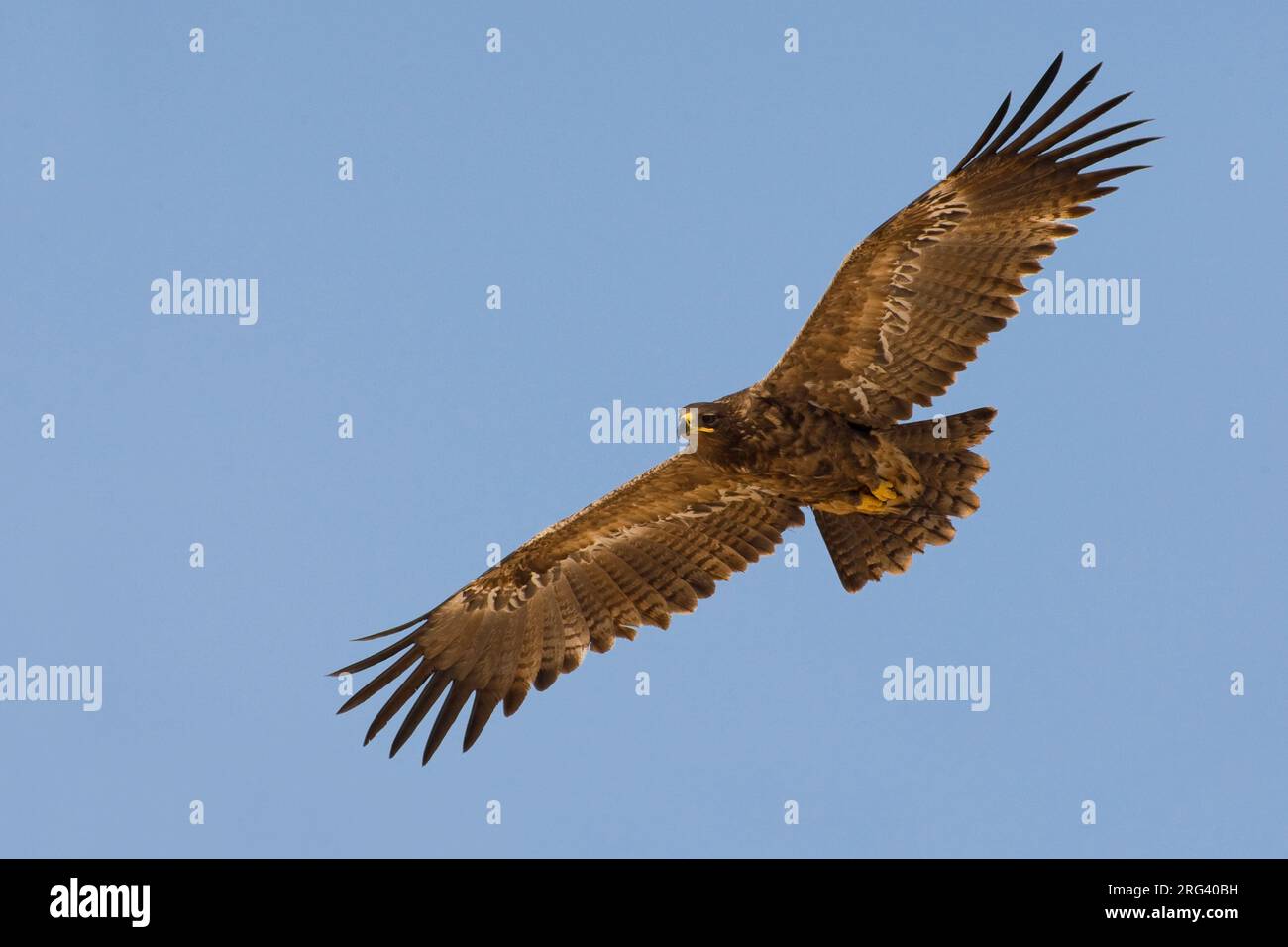 Zwevende vlucht hi-res stock photography and images - Alamy