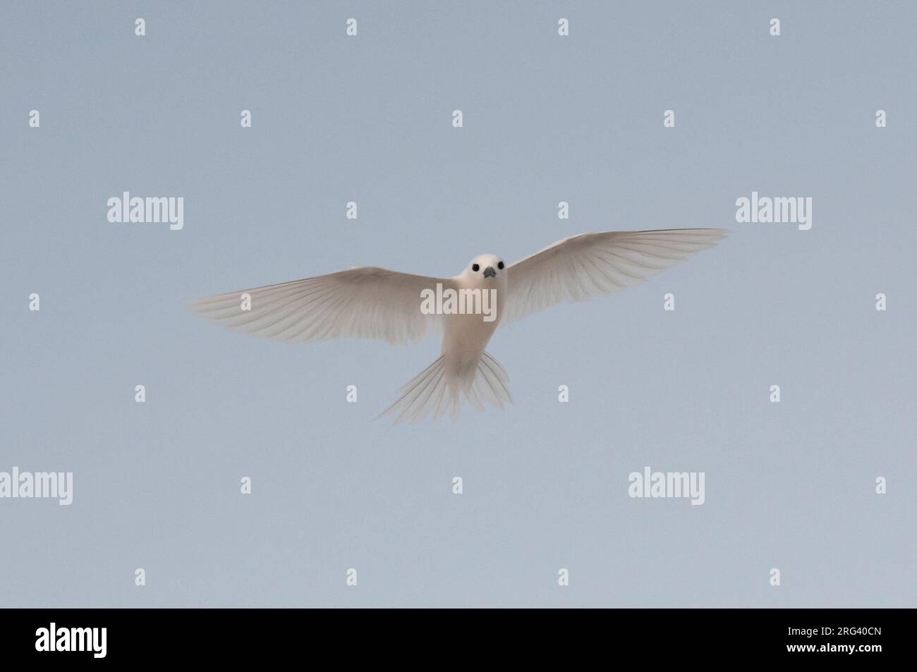 Portrait of a common white or fairy tern, Gygis alba, in flight. Denis ...