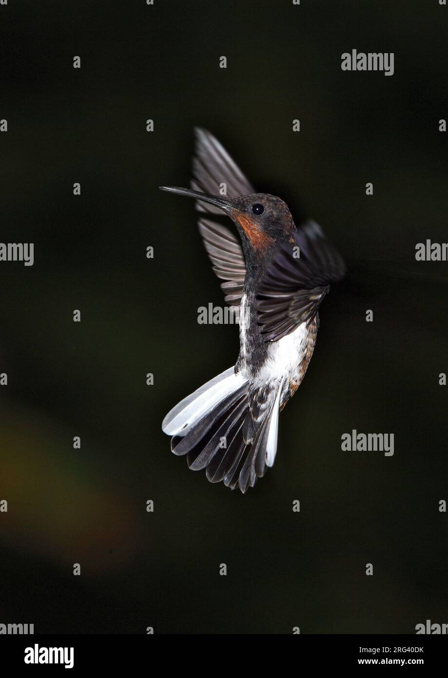 Black jacobin hummingbird hi-res stock photography and images - Alamy