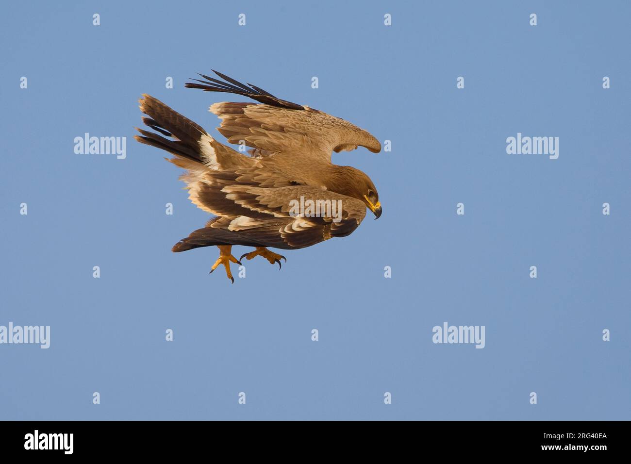 Onvolwassen Steppearend in de vlucht; Immature Steppe Eagle in flight ...