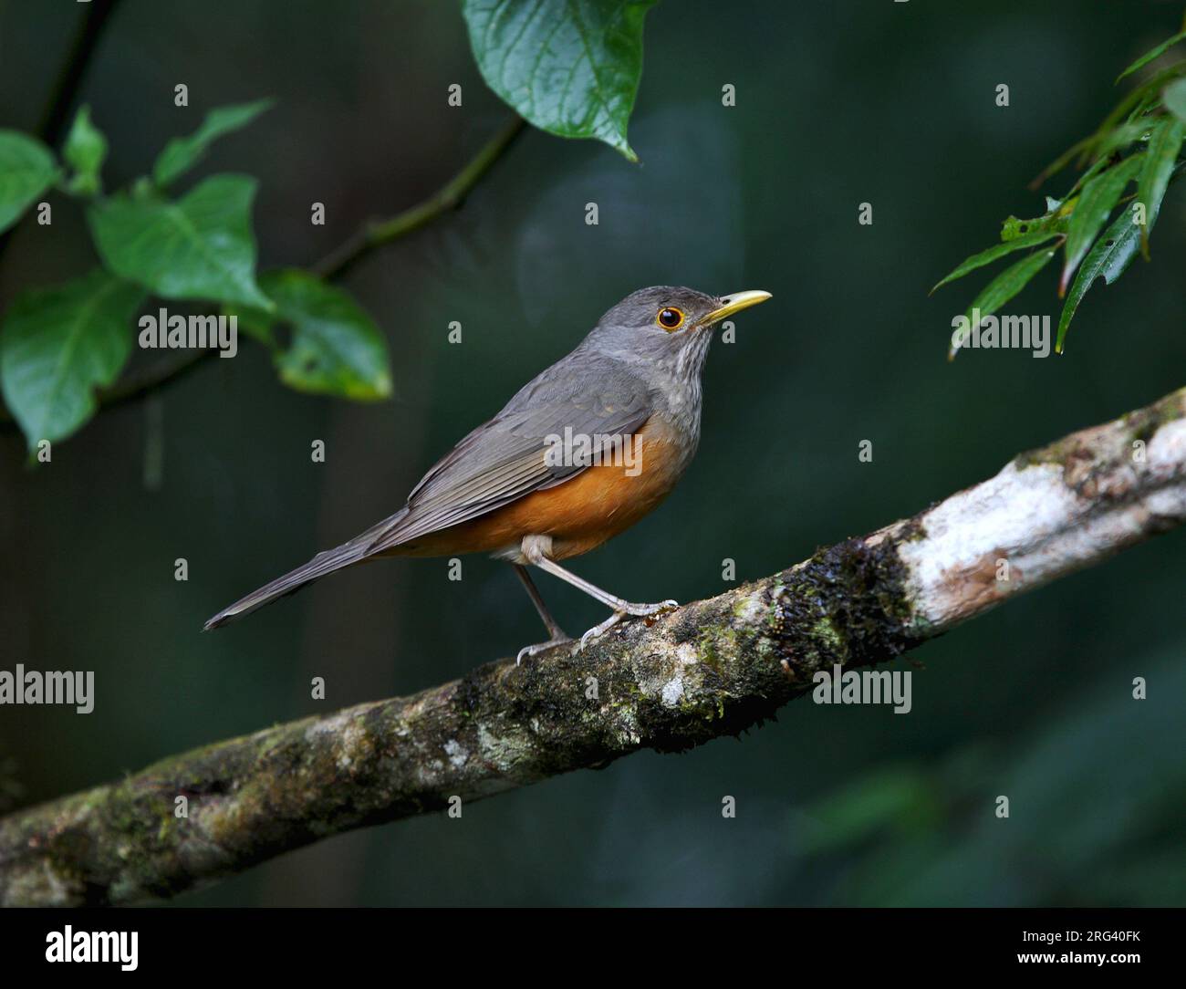 Rufous-bellied Thrush (Turdus rufiventris rufiventris) in South-America ...