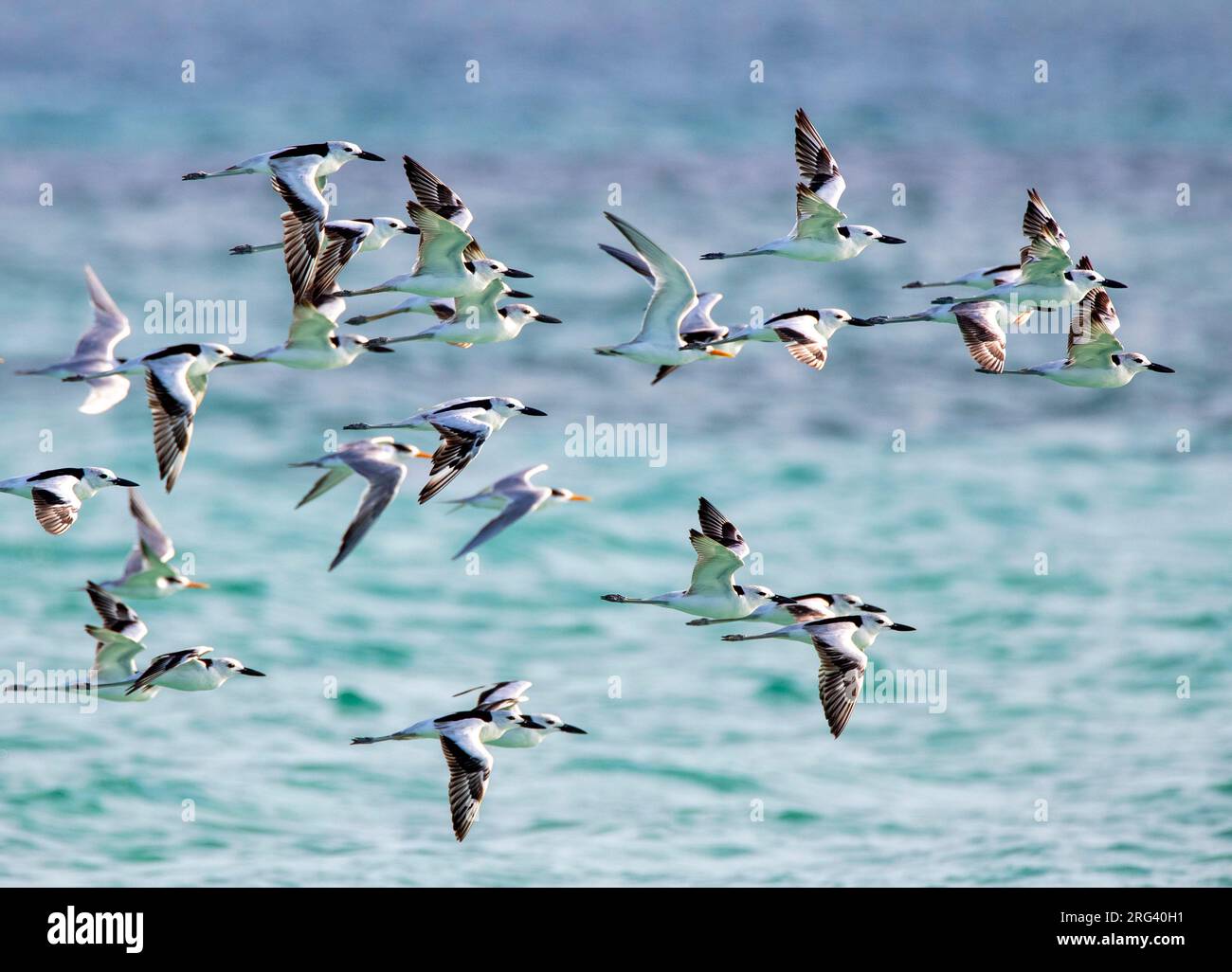 Crab Plovers (Dromas ardeola) on Nosy Ve island in Madagascar. In ...