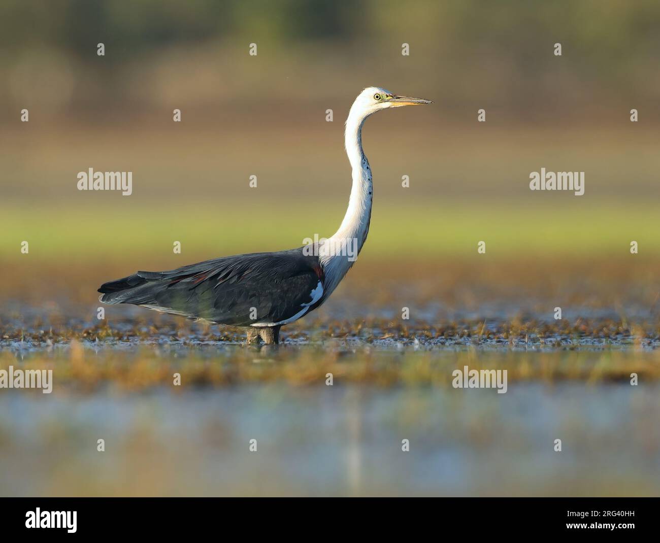 White-necked Heron (Ardea pacifica) at Lake Moondarra, Mount Isa in ...