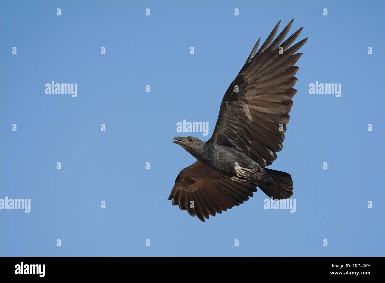 Waaierstaartraaf in de vlucht; Fan-tailed Raven in flight Stock Photo ...