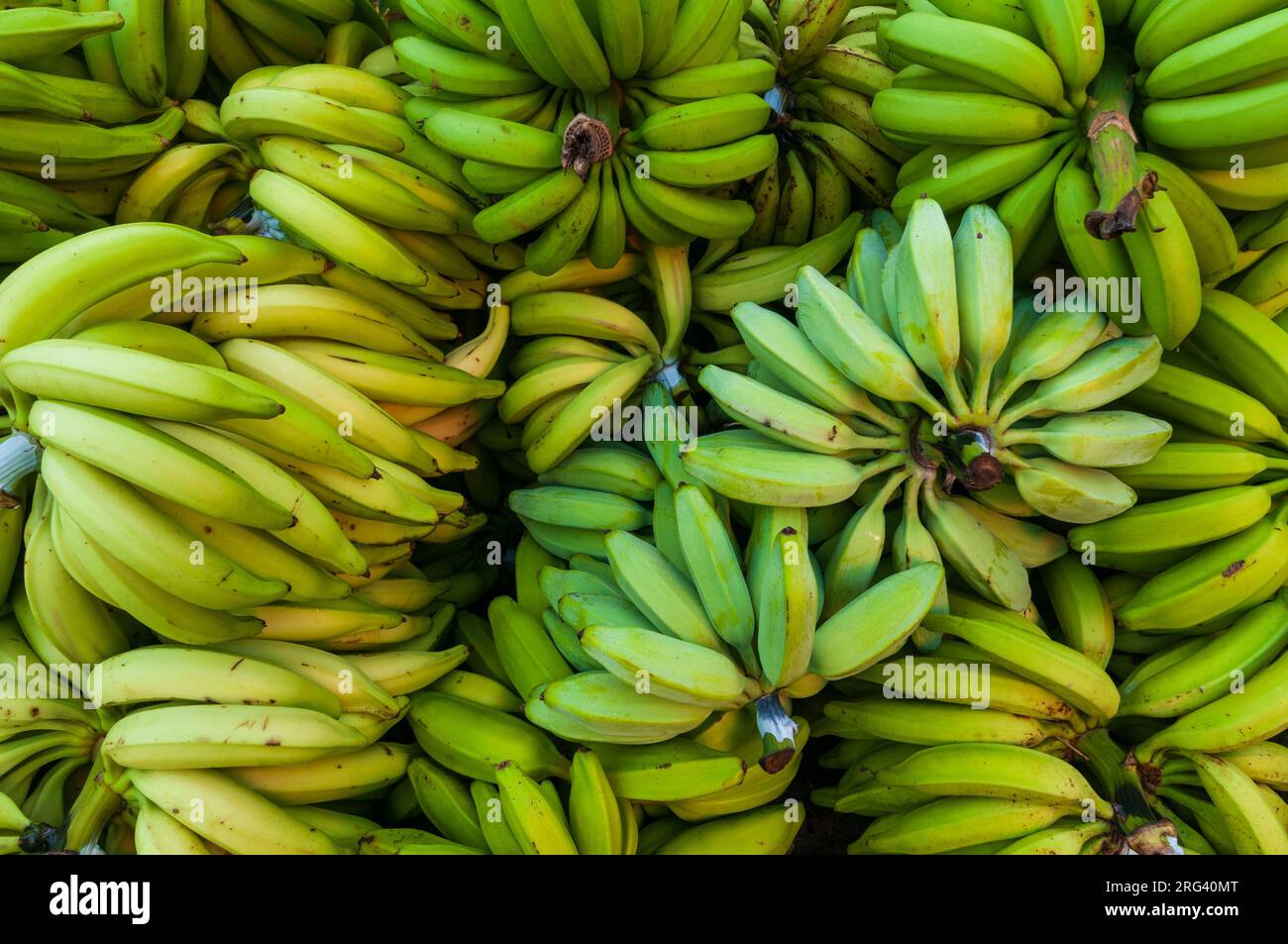 Bananas in various stages of ripeness. Calibishie, Dominica Island ...