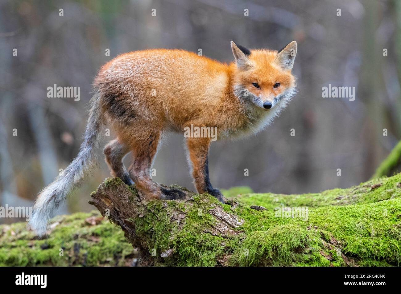 Mange fox hi-res stock photography and images - Alamy