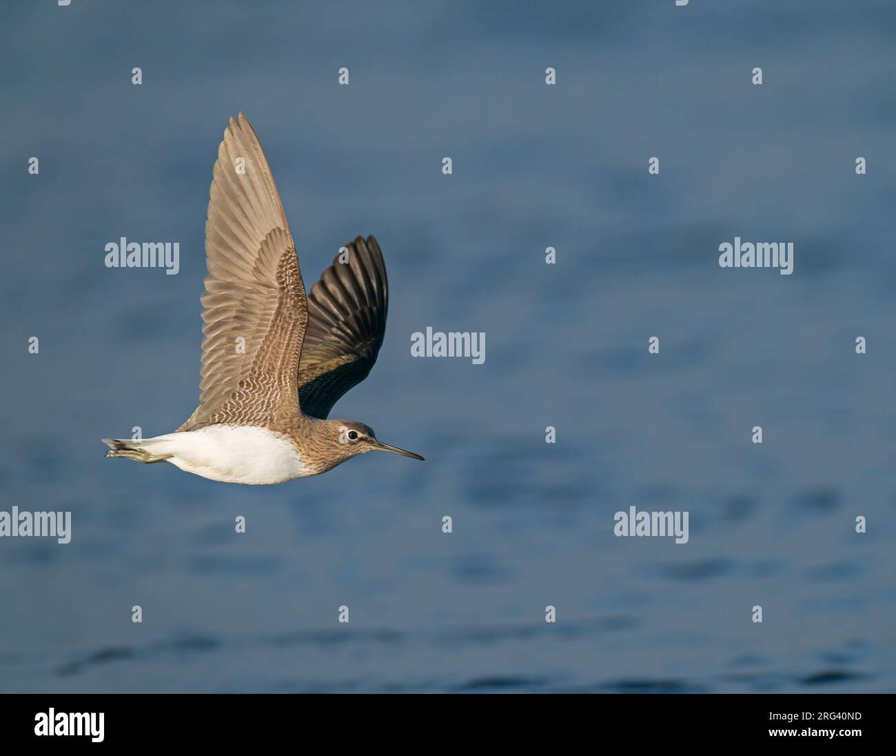 Green Sandpiper (Tringa ochropus) flying low over water of river Maas ...
