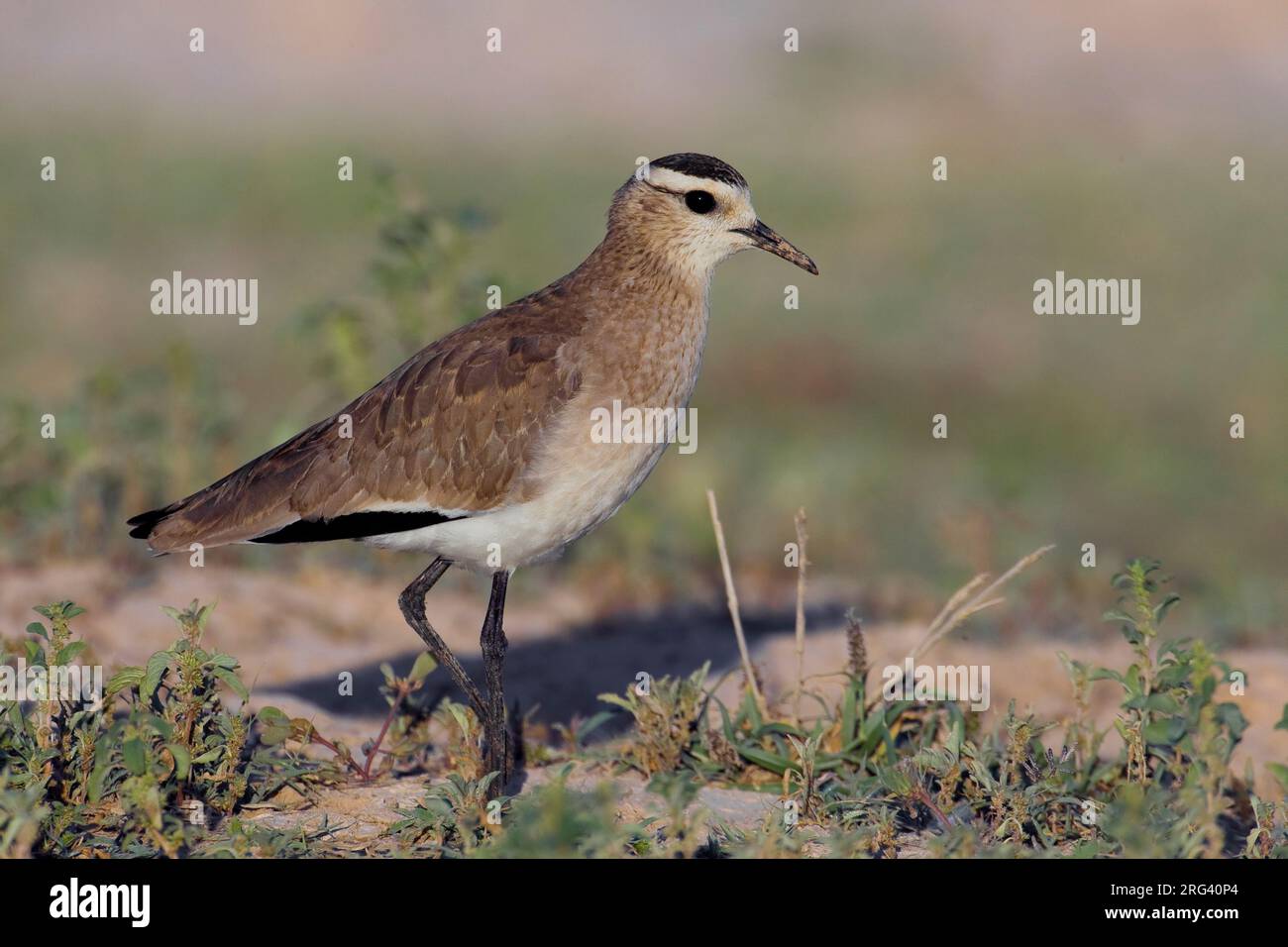 Sociable plover vanellus gregarius hi-res stock photography and images ...