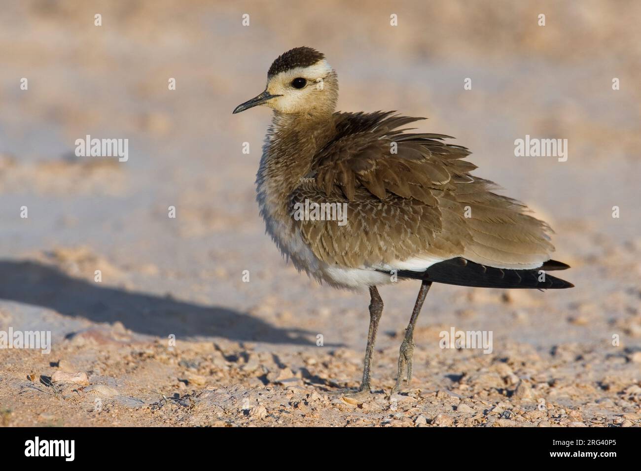 Sociable plover vanellus gregarius hi-res stock photography and images ...