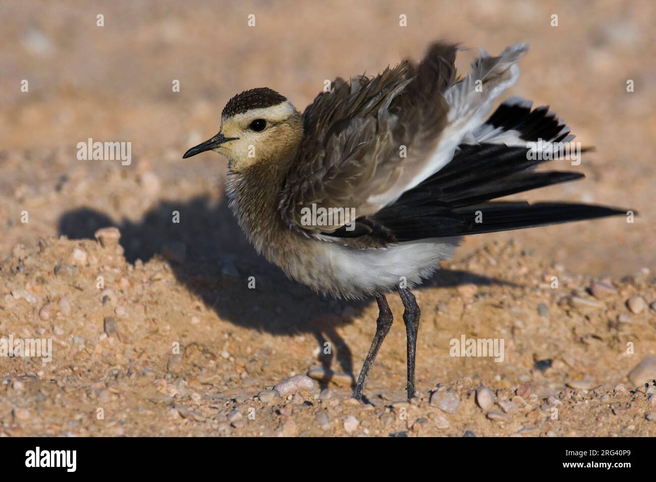Sociable plover vanellus gregarius hi-res stock photography and images ...