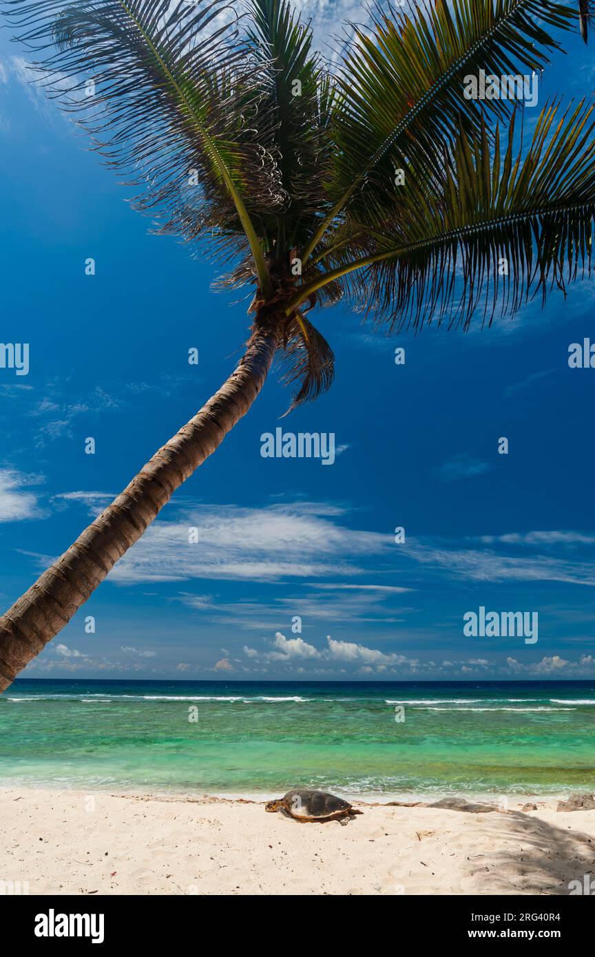 A sea turtle making its way up a beach to dig a nest and lay eggs ...