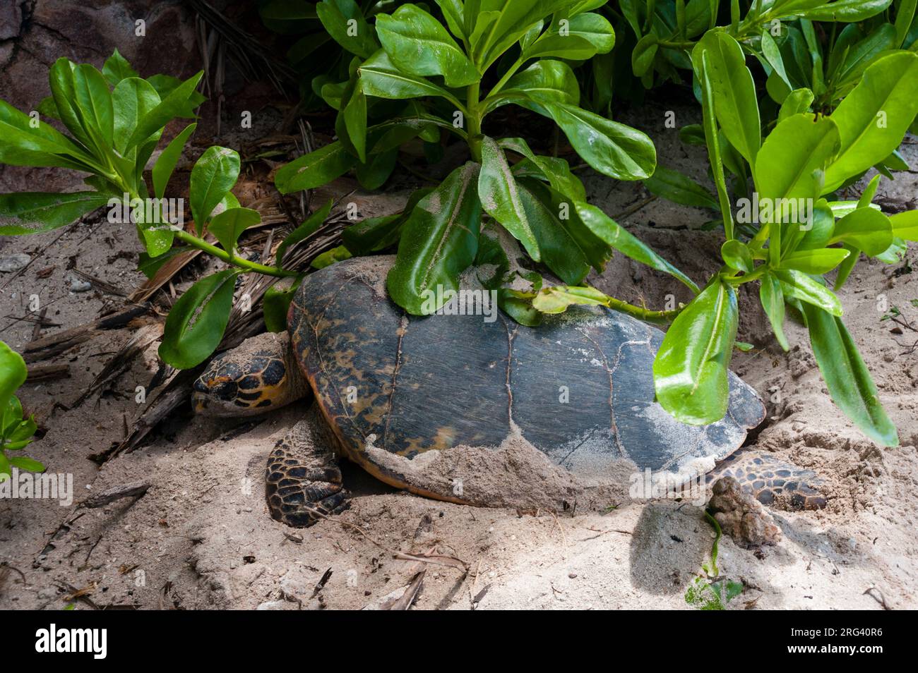 A sea turtle laying eggs in its nest on a beach. Grand Anse Beach ...