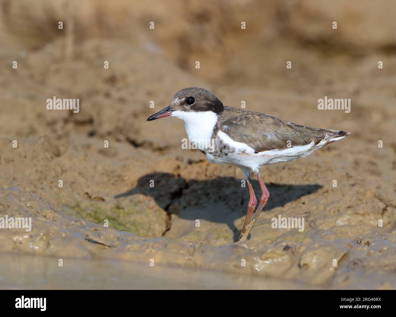 Red-kneed Dotterel (Erythrogonys cinctus) at Long Waterhole in Winton ...