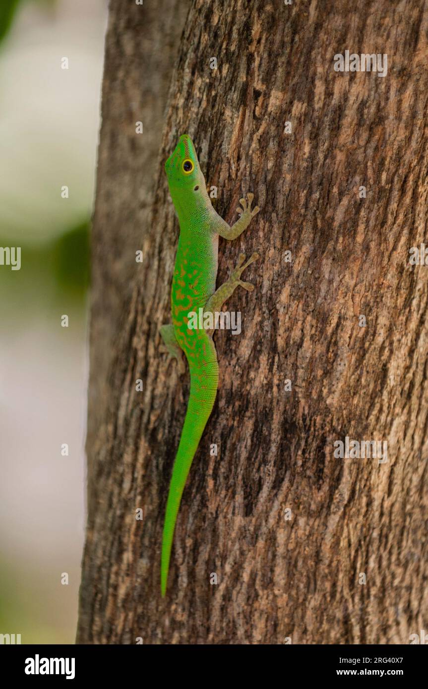 A green gecko, Phelsuma sundbergi longinsulae climbing a tree. Fregate ...