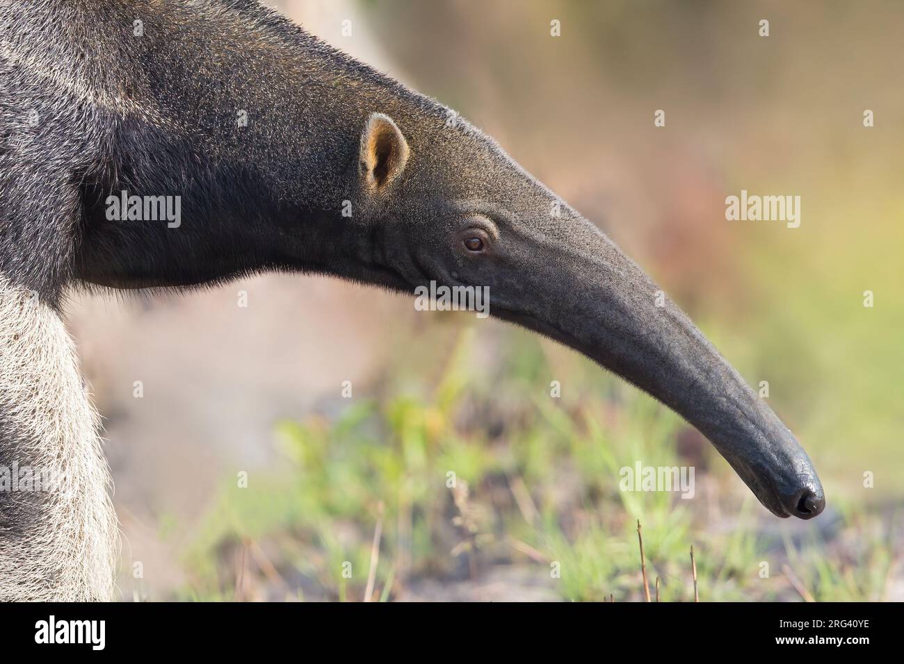 Giant anteater, Myrmecophaga tridactyla, in Guyana. Closeup of the head Stock Photo - Alamy
