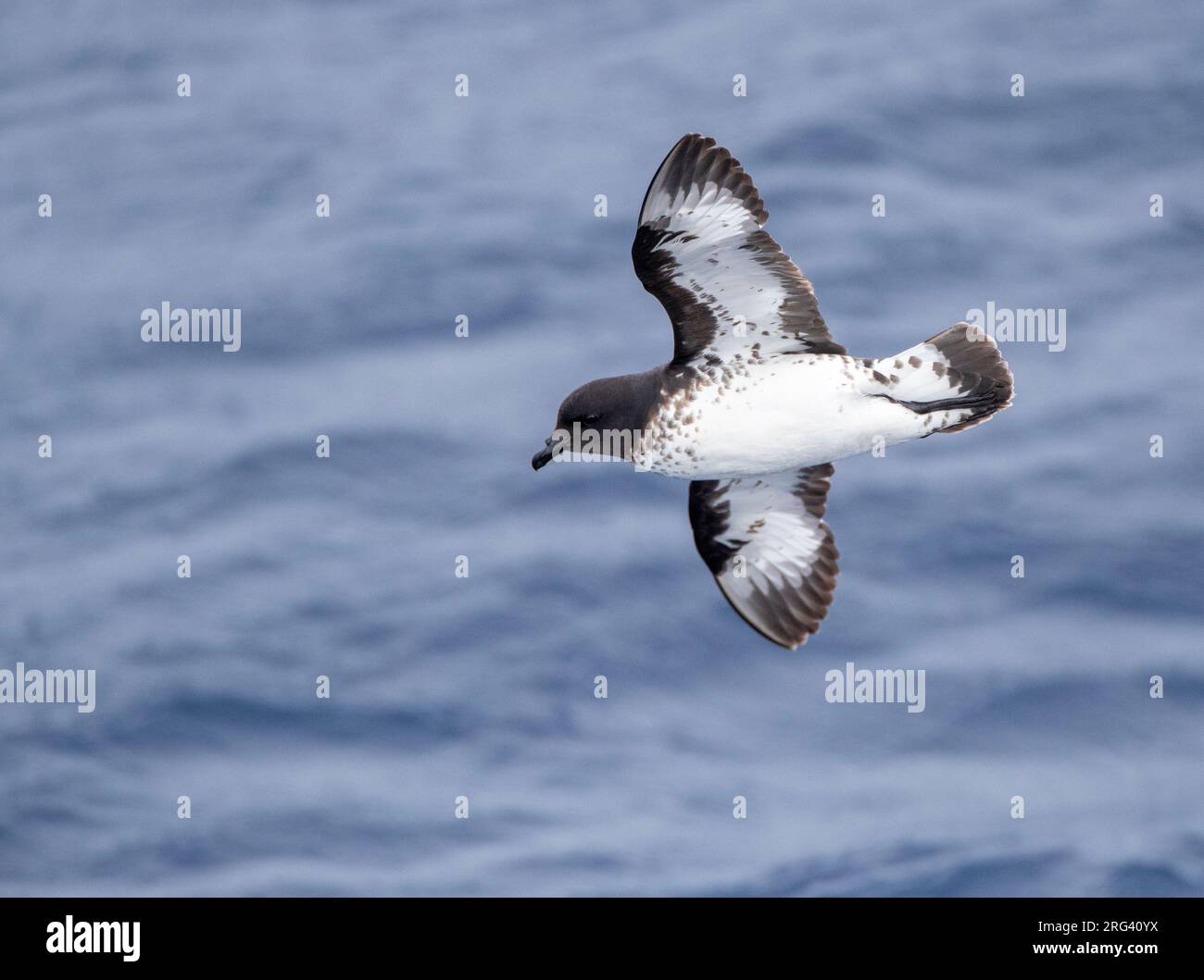 Cape Petrel (Daption capense australe) at sea in the Pacific Ocean of ...
