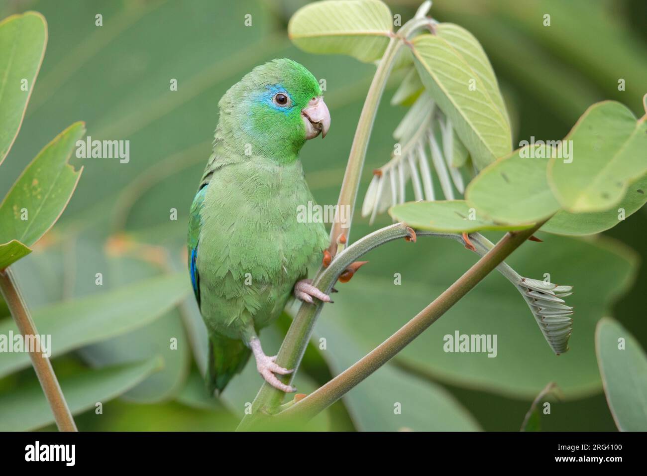 A male Spectacled Parrotlet (Forpus conspicillatus caucae) at Laguna ...
