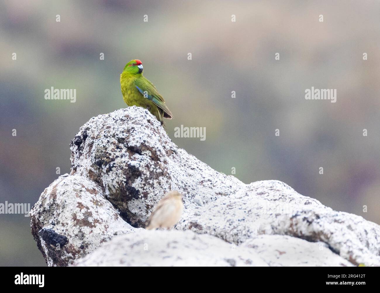 New zealand’s subantarctic islands hi-res stock photography and images ...