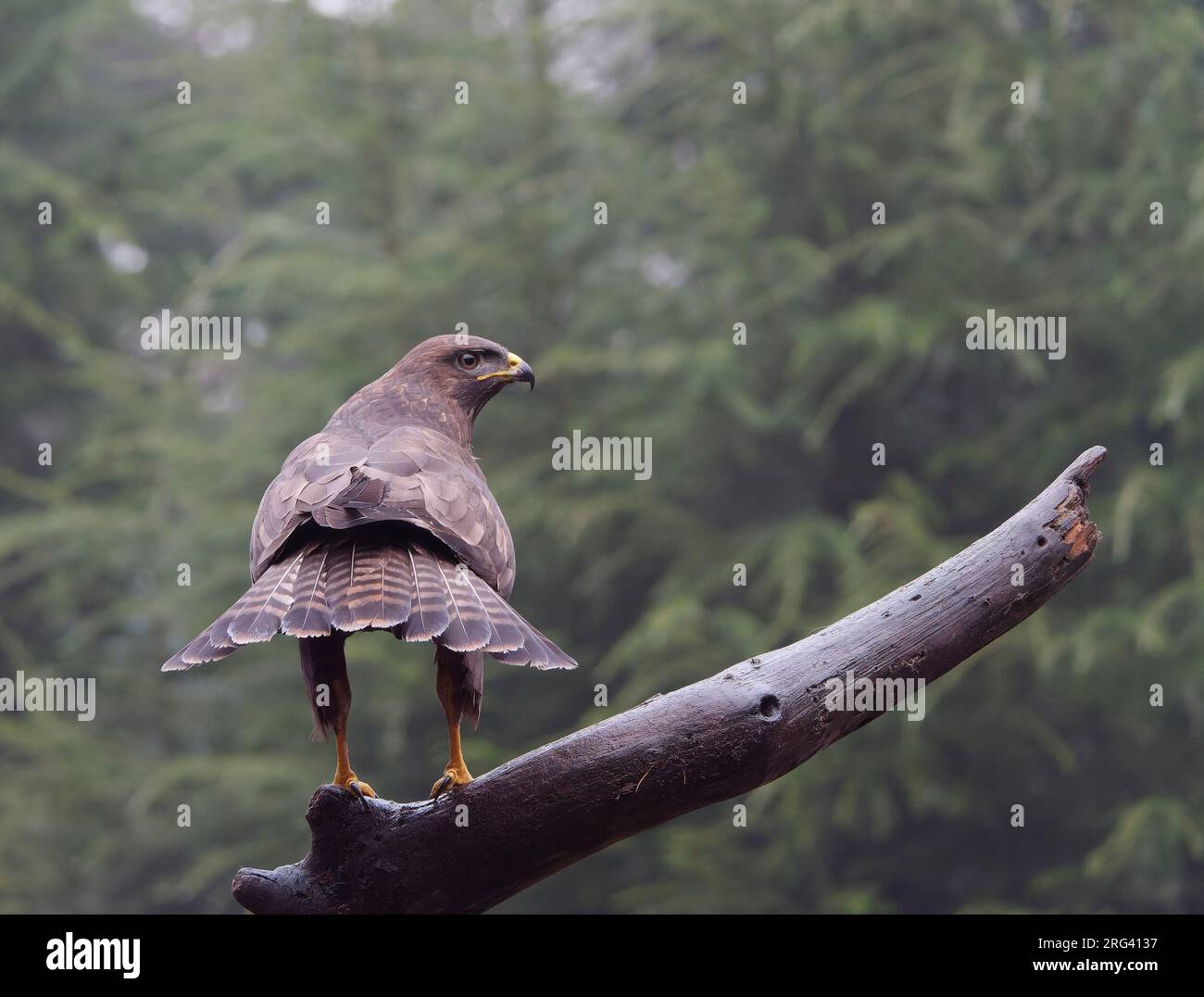 Common Buzzard (Buteo buteo) perched in a tree and spreading it's tail ...