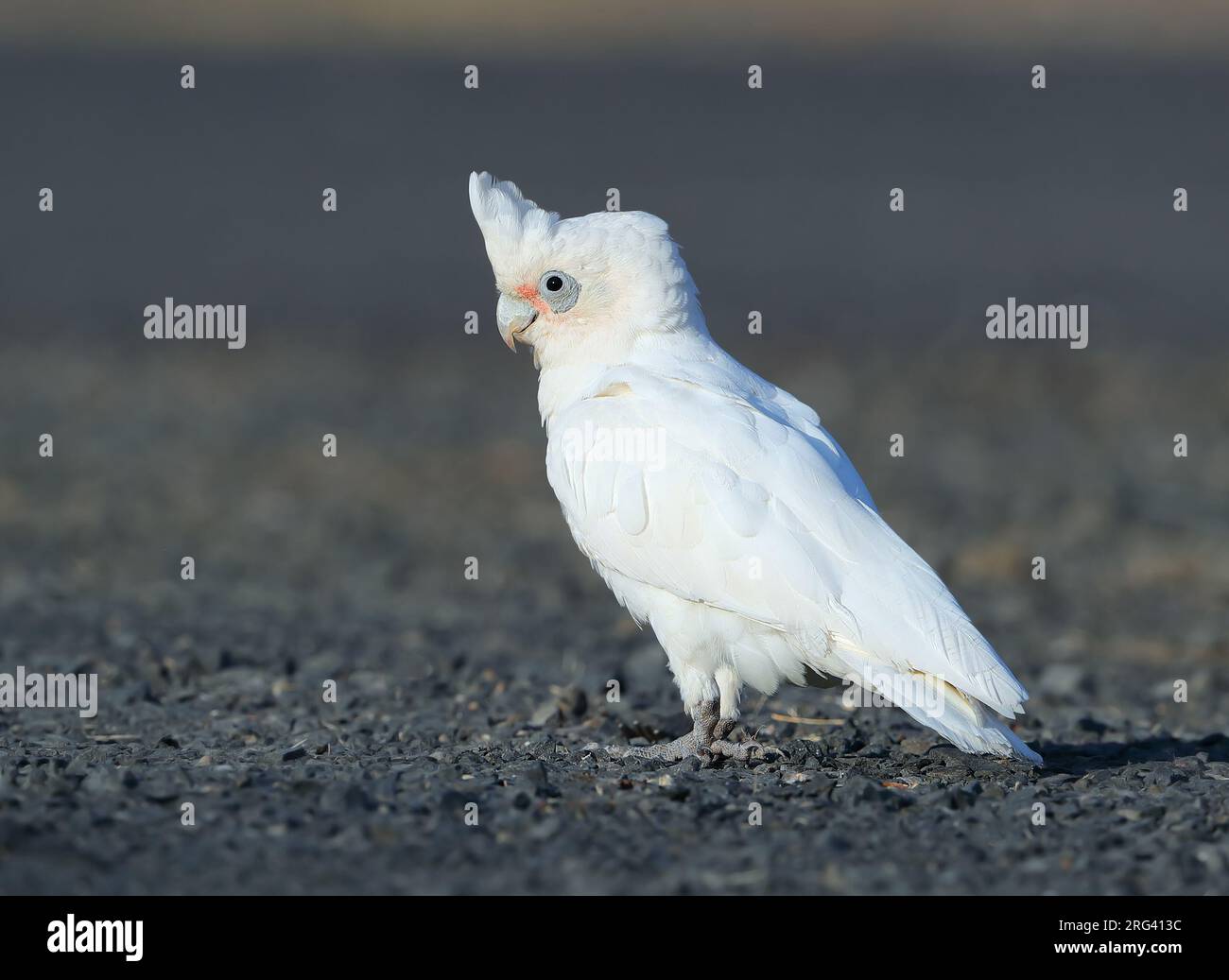 Little Corella (Cacatua sanguinea) at Emerald in Queensland, Australia ...