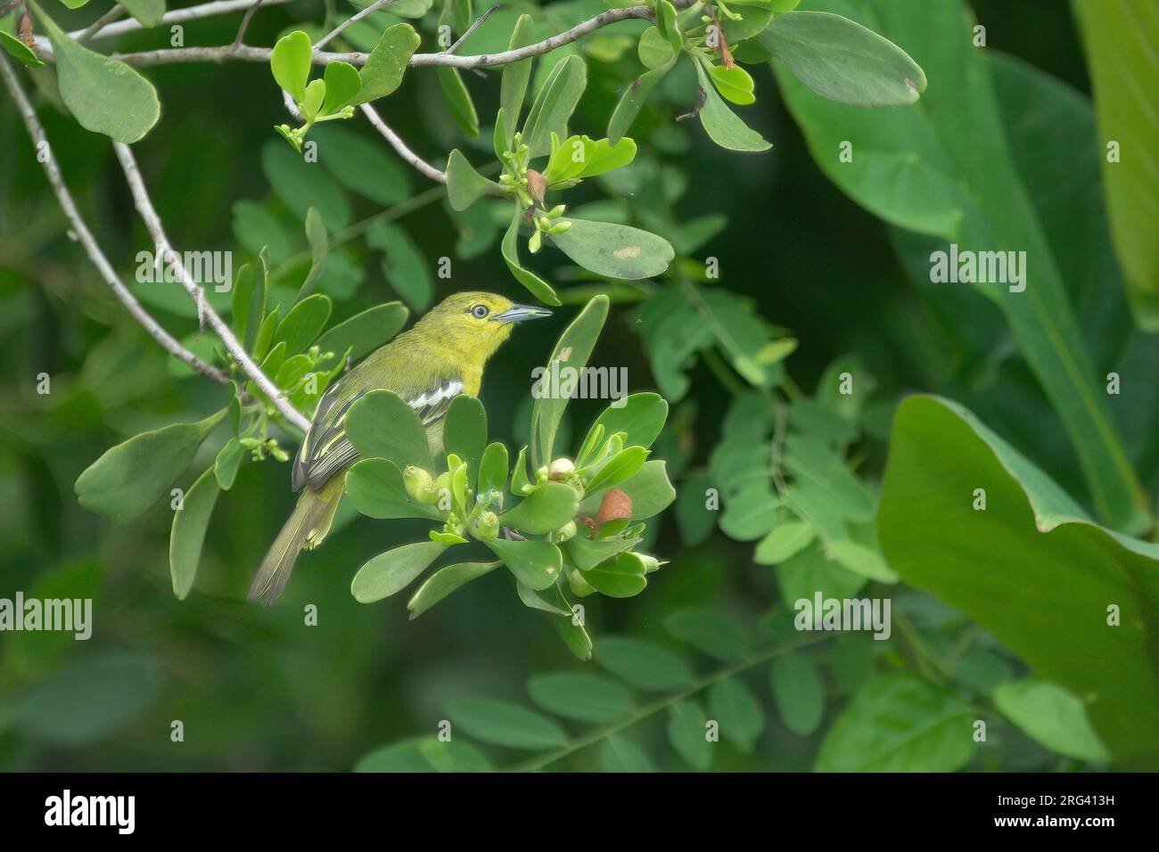 Common Iora (Aegithina tiphia scapularis), adult female perched in ...