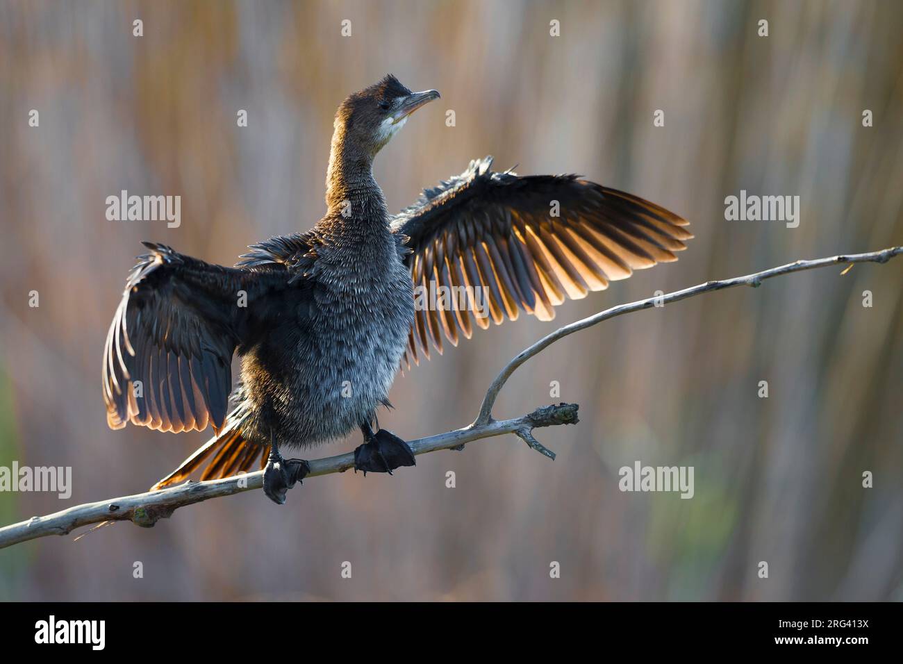 Pygmy Cormorant; Microcarbo pygmaeus Stock Photo - Alamy