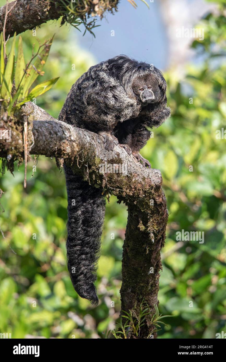 Miller's Saki () at Reserva Natural La Isla Escondida, Orito, Putumayo ...